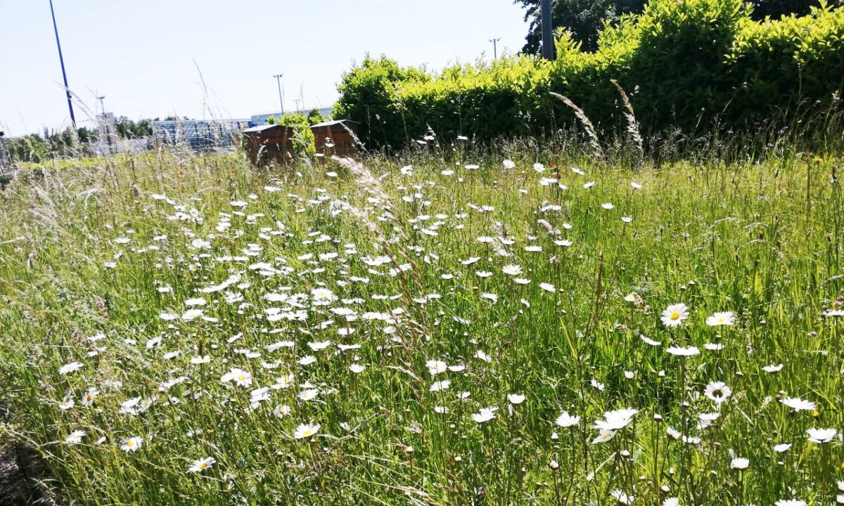 Notre partenaire BEECITY - Prodifa